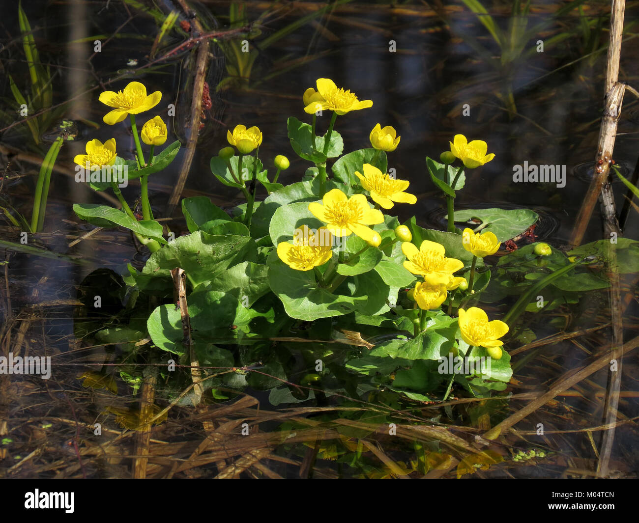 Caltha palustris, commonly known as marsh marigold, is a wetland plant ...