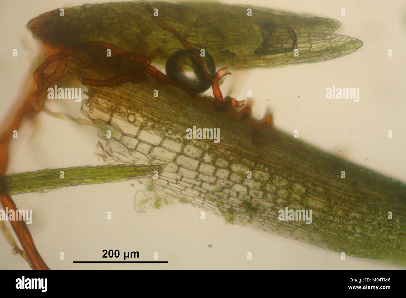Campylopus pyriformis is a species of moss known for its distinct ...