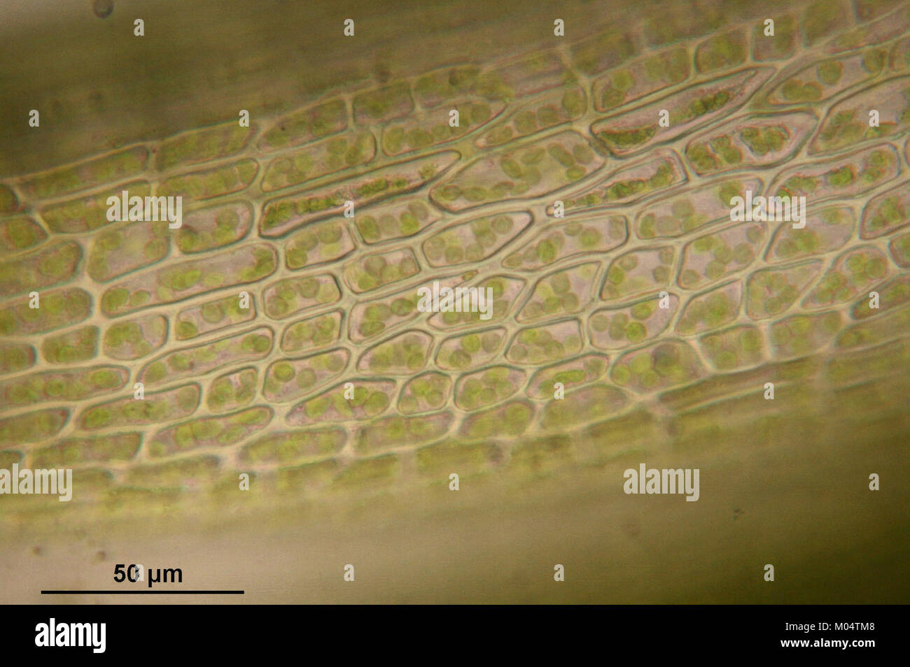 Campylopus pyriformis is a species of moss known for its distinctive ...
