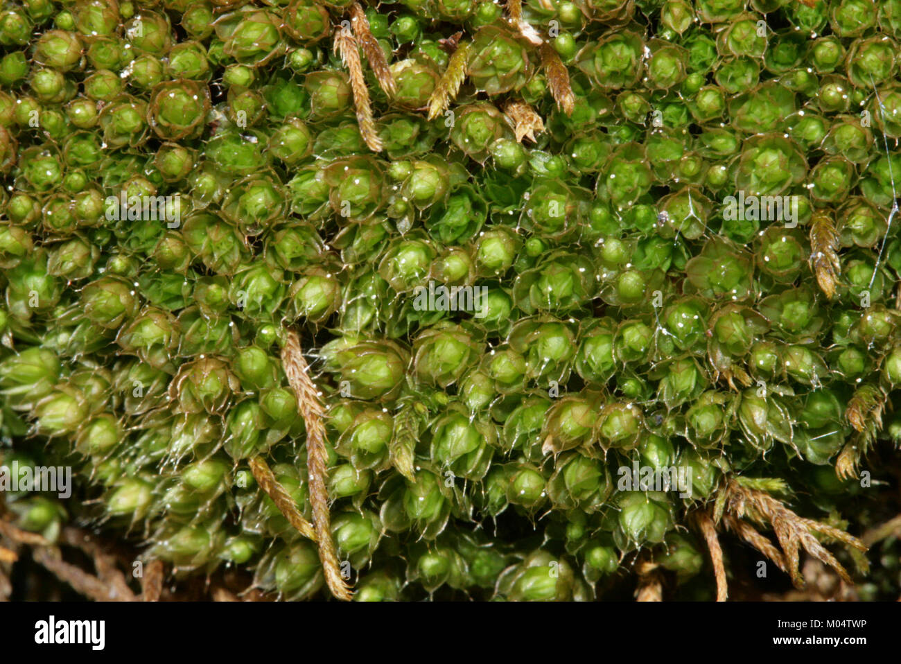 An image of the bryophyte species *Bryum elegans*, documented with ...