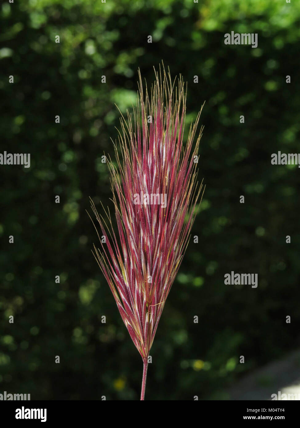 Bromus rubens, commonly known as red brome, is a species of grass ...