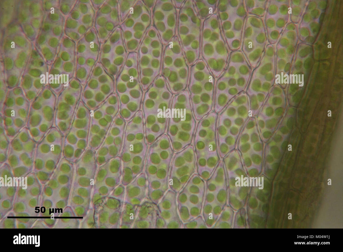 Bryum elegans is a species of moss in the Bryaceae family. Found in ...