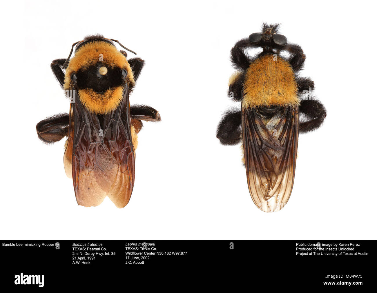 This phenomenon of a bumblebee mimicking a robber fly showcases the ...