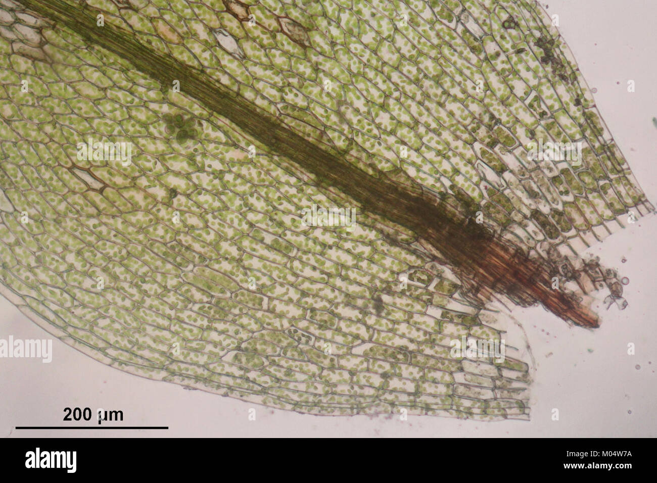 Bryum elegans, also known as the elegant bryum moss, is a species of ...