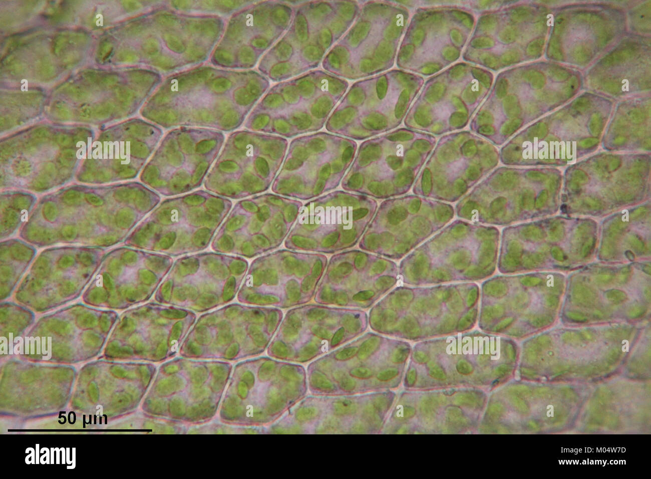 Brown limestone soils hi-res stock photography and images - Alamy