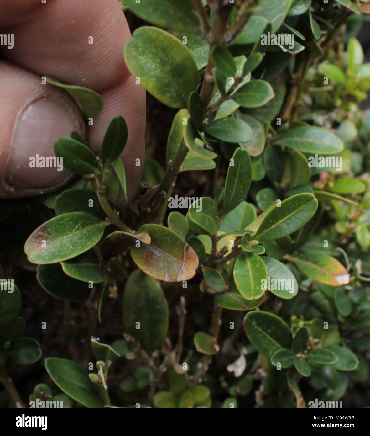 Buxus sempervirens, commonly known as boxwood, is a species of ...