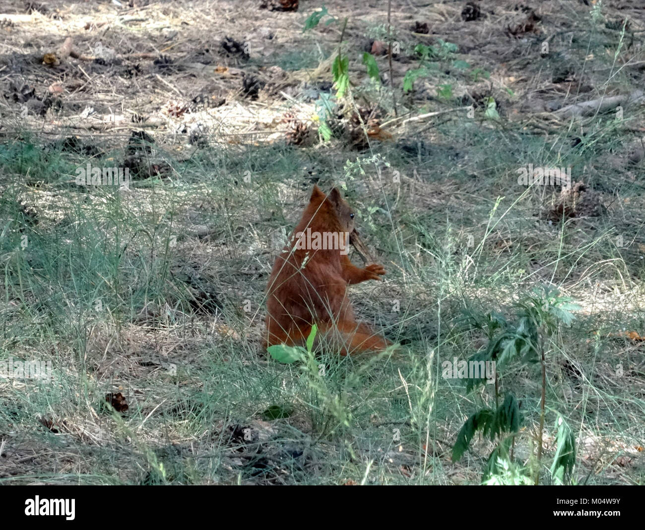 The image from 2015 depicts a squirrel in the natural environment of ...