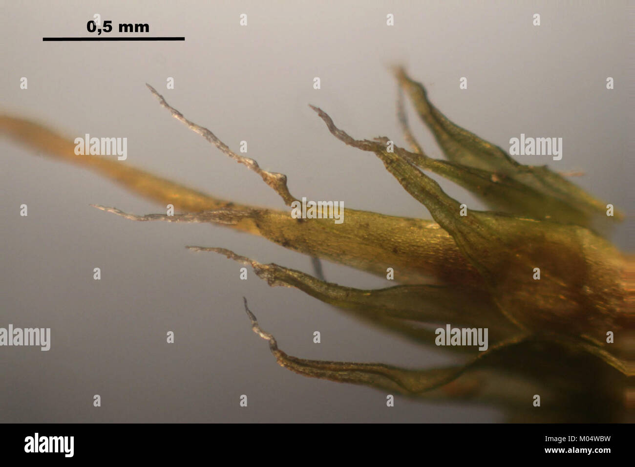 Bucklandiella sudetica is a species of moss, cataloged in scientific ...