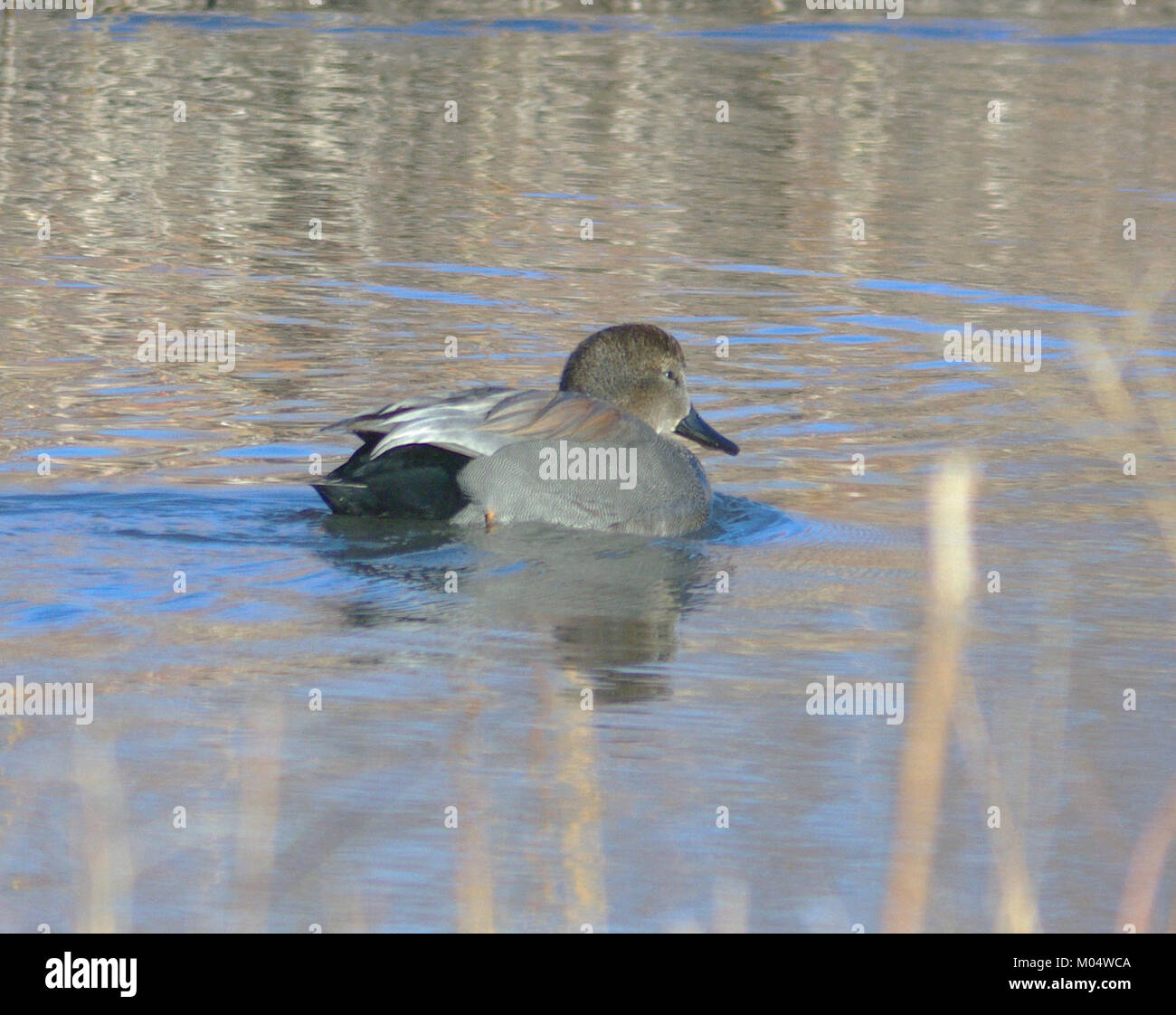 California native birds hi-res stock photography and images - Alamy