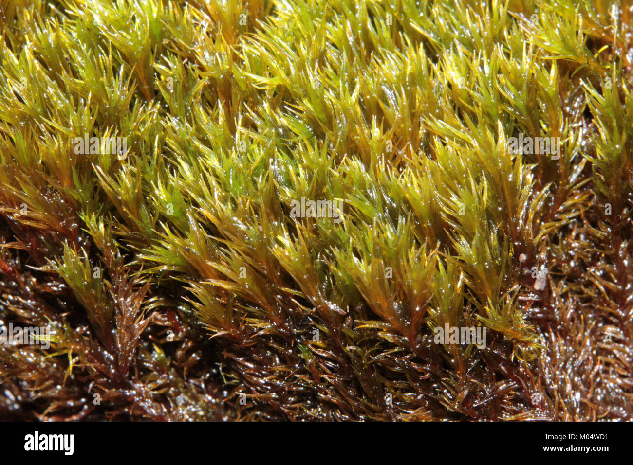 Microfauna species hi-res stock photography and images - Alamy