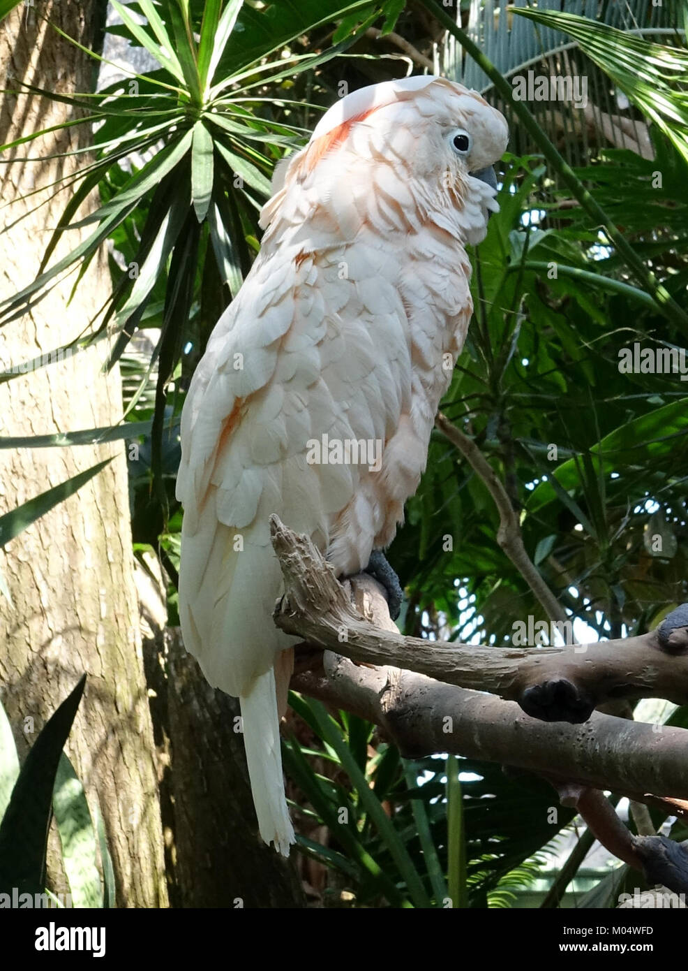 The image features a Moluccan cockatoo (Cacatua moluccensis) inside the ...