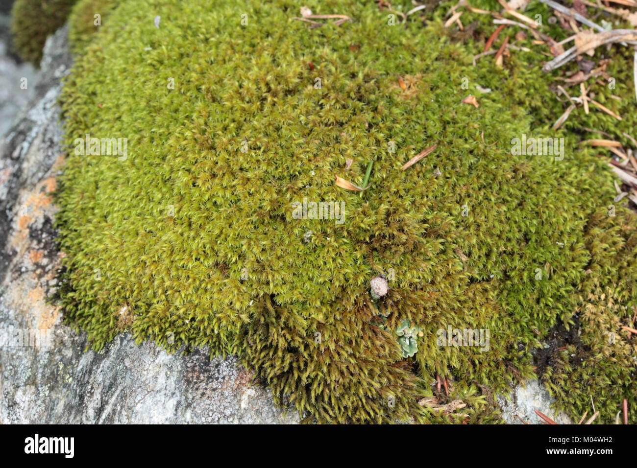 Bucklandiella microcarpa is a species of moss. The reference may ...