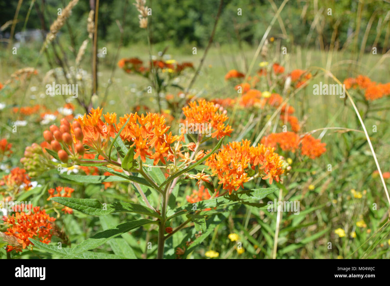 Butterfly weed (Asclepias tuberosa) is a native North American ...