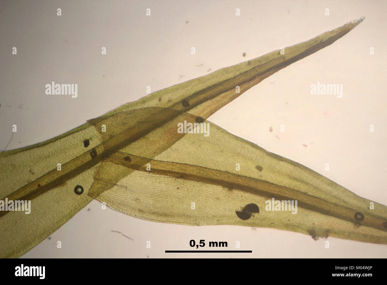 Bucklandiella macounii is a species of moss native to North America ...