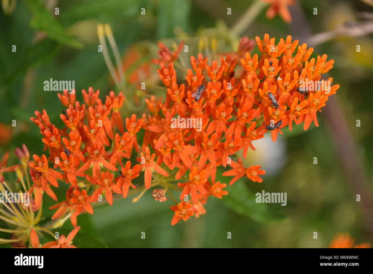 Butterfly weed (Asclepias tuberosa) is a perennial flowering plant ...