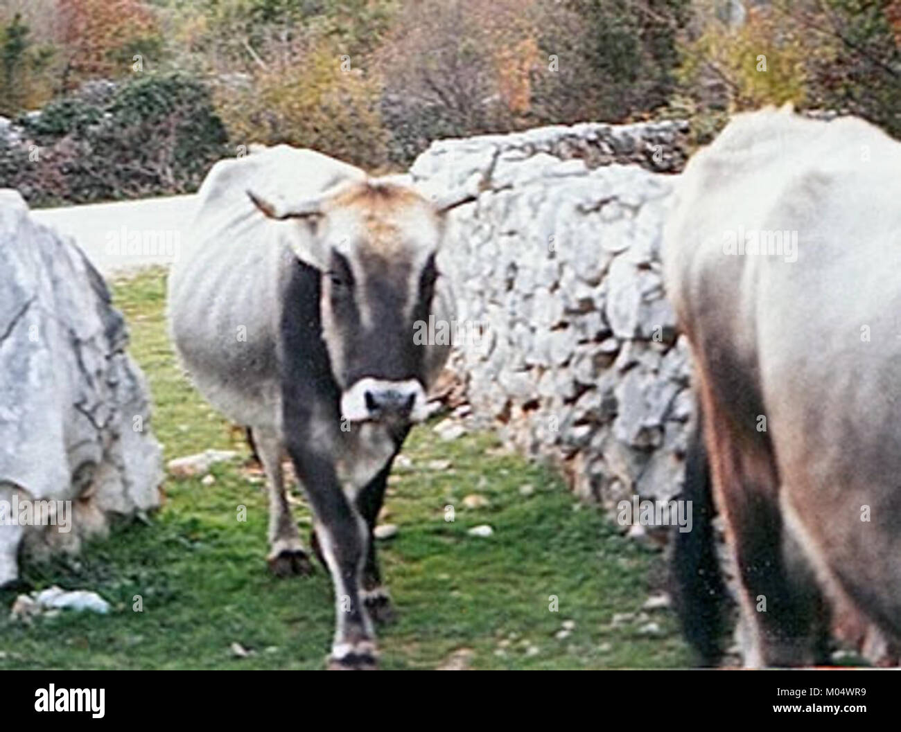 Busha hi-res stock photography and images - Alamy