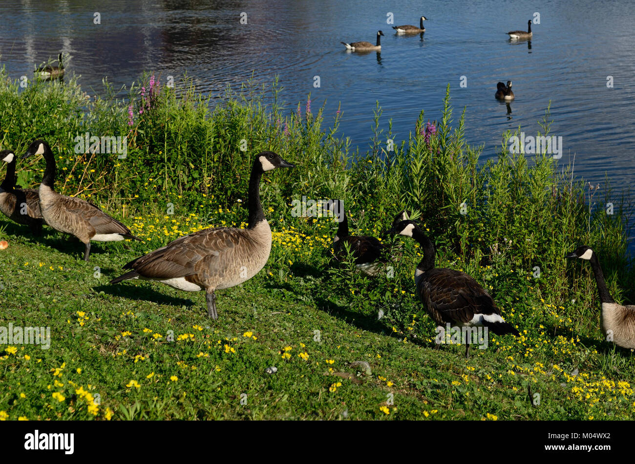 Canada Goose is a popular Canadian brand known for its high-quality ...