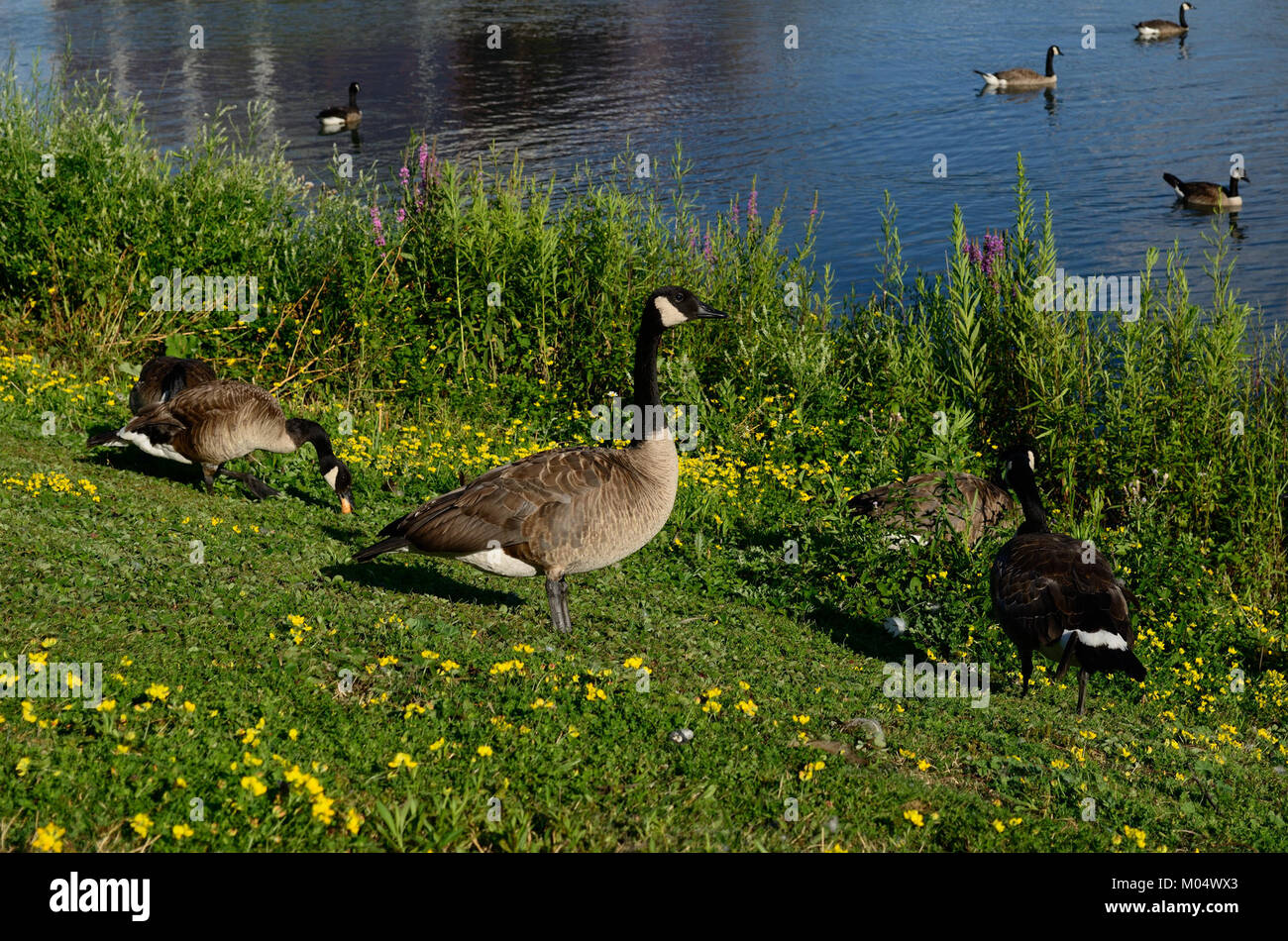 U s migration patterns hi-res stock photography and images - Alamy
