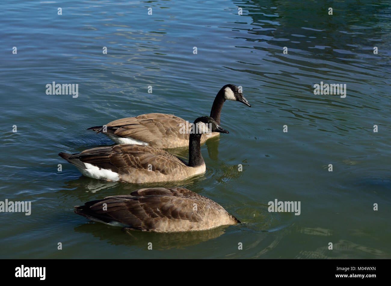 Canada goose canadian brand hi-res stock photography and images - Alamy