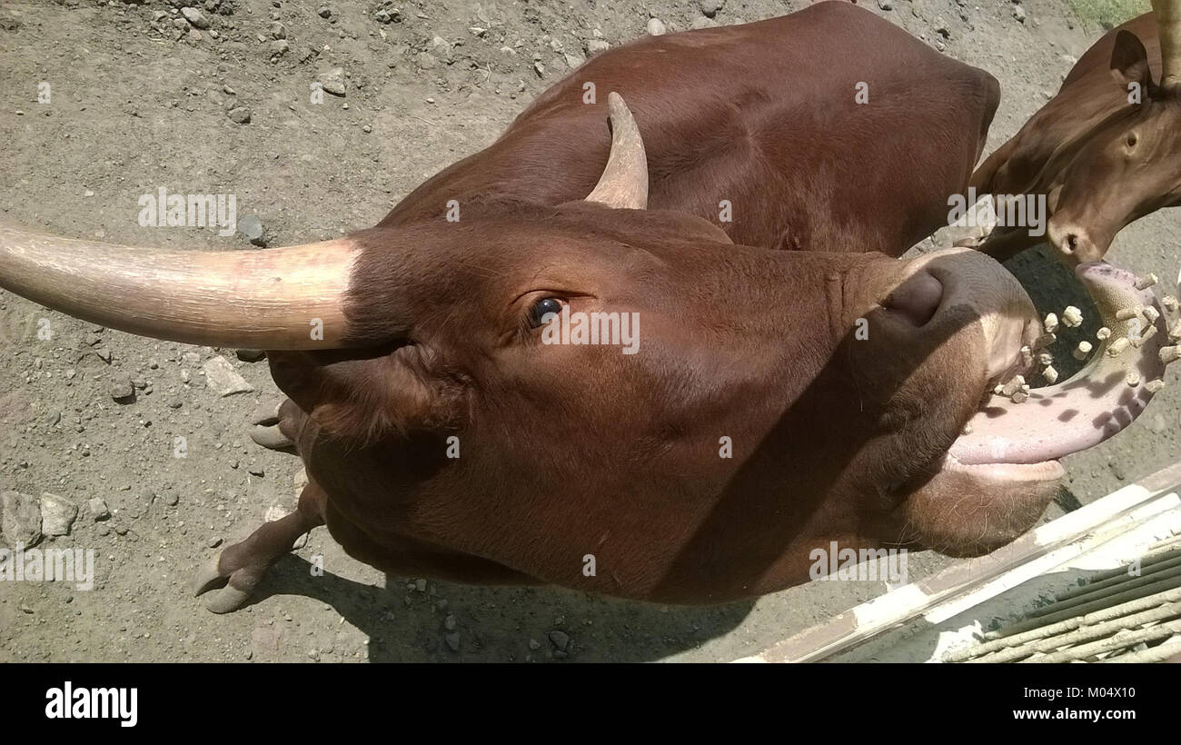 Bovidae, a family of ruminant mammals, includes species such as cattle ...