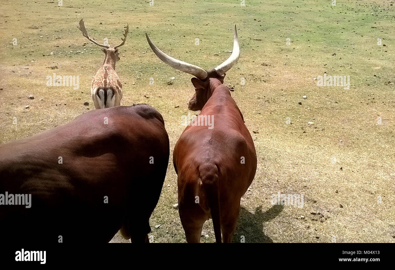 Photograph of Bovidae family members, captured from a rear view ...