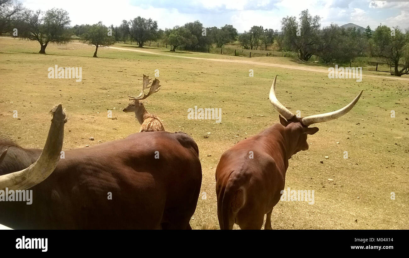 Antelope traits hi-res stock photography and images - Alamy