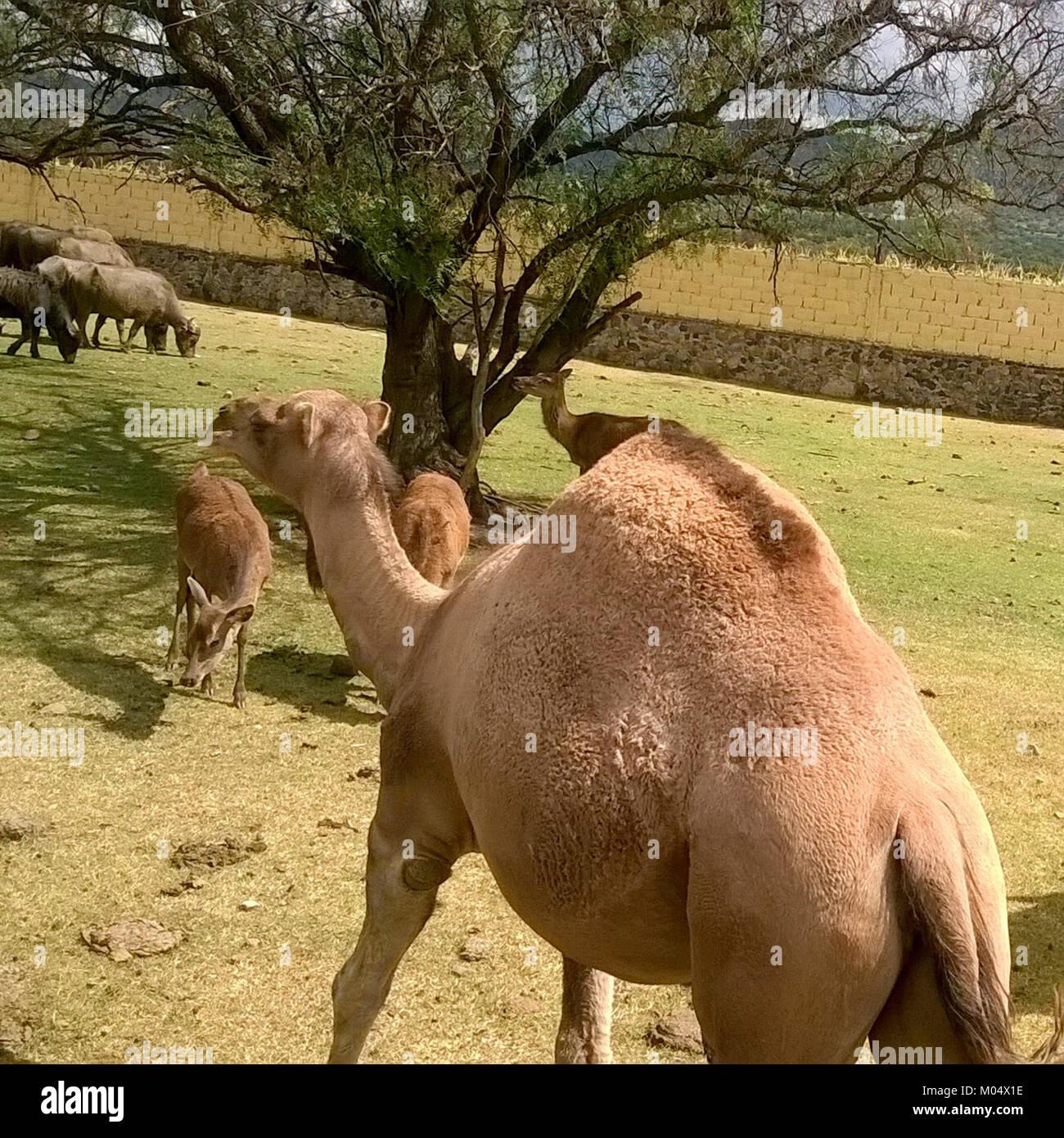 Camelus dromedarius, or the dromedary camel, is a large mammal native ...