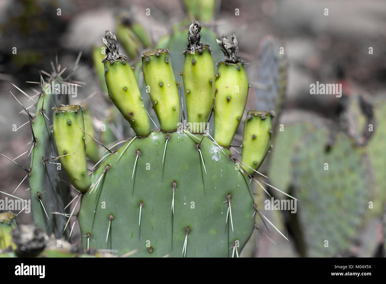 Healthy diet edible greens hi-res stock photography and images - Alamy