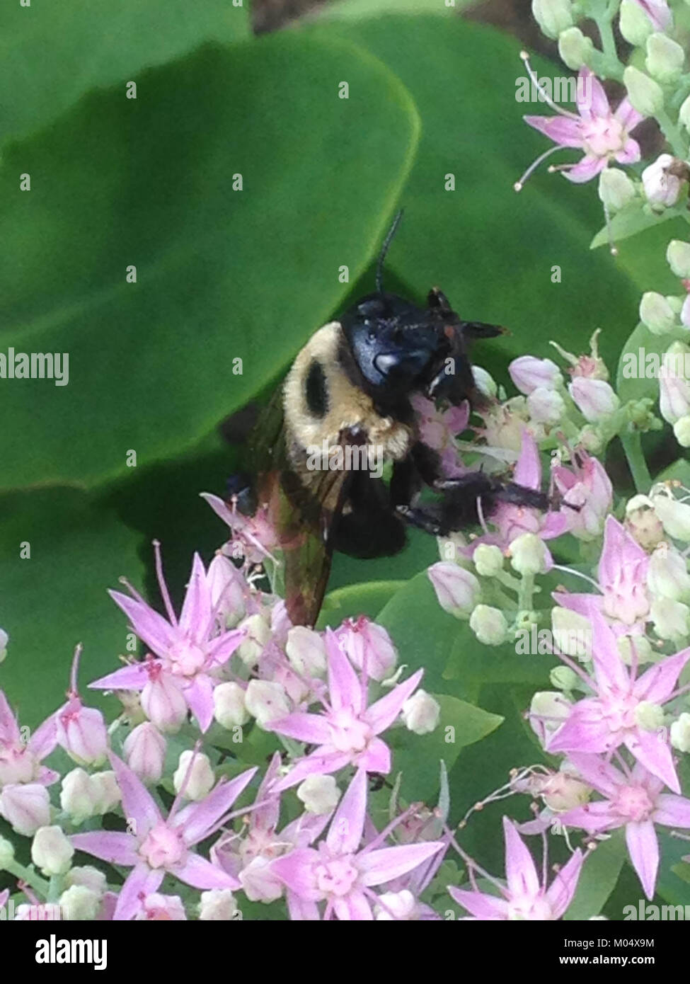 A bumblebee is seen collecting nectar from pink flowers, demonstrating ...