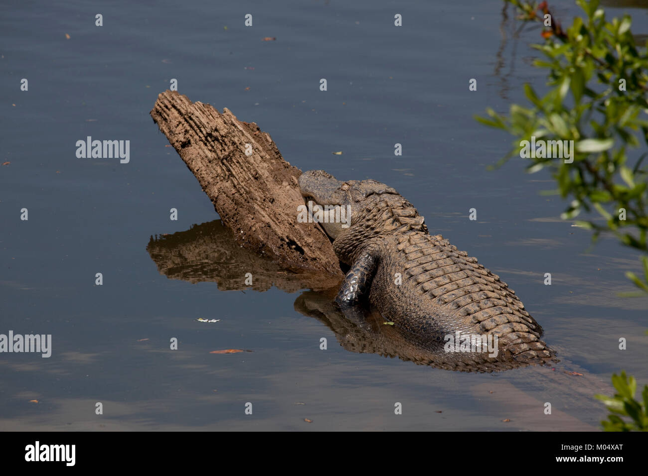 Gator sunbathing hi-res stock photography and images - Alamy