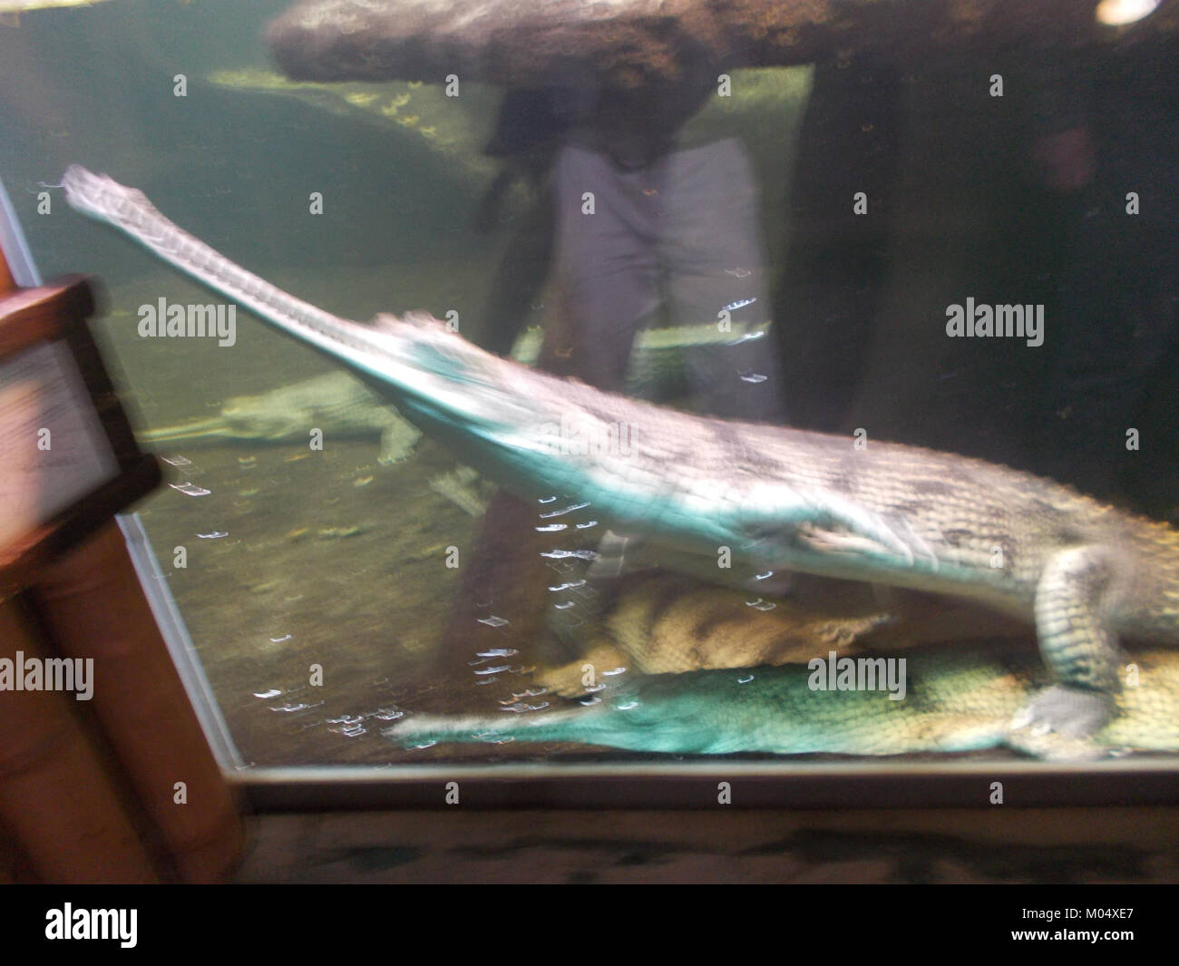 Gharials hi-res stock photography and images - Alamy