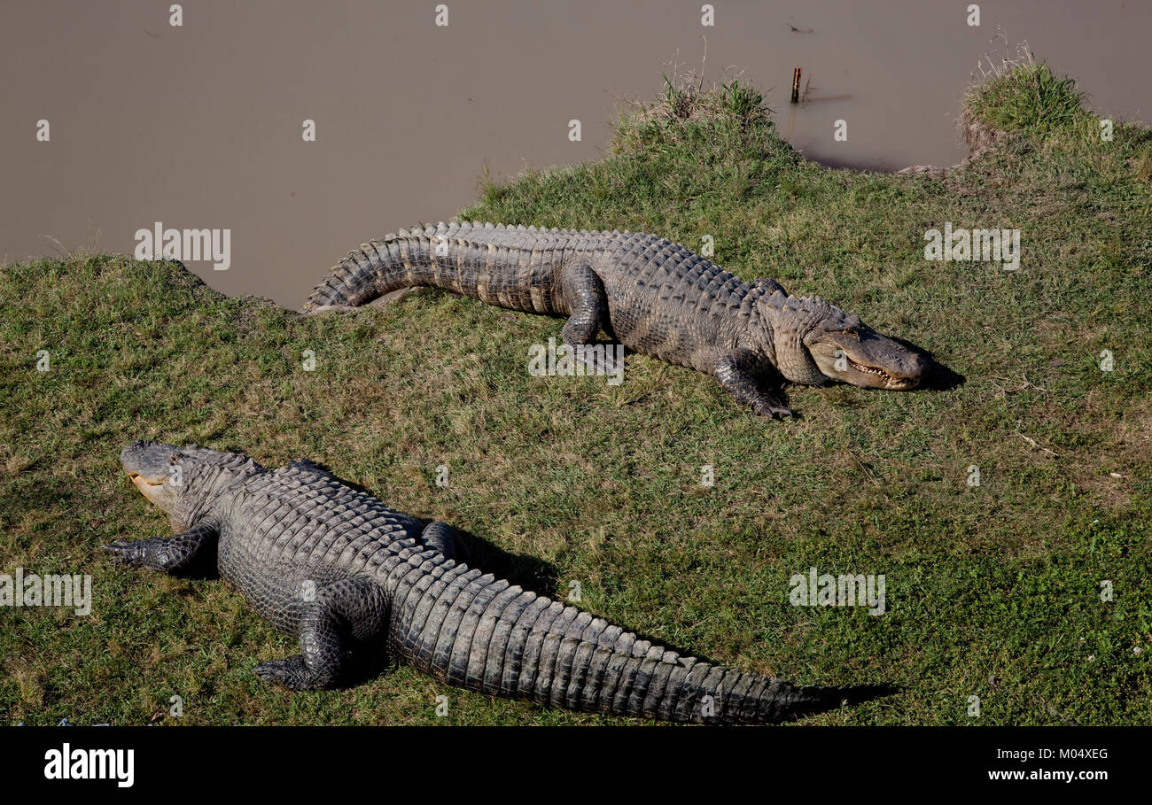 Gator Alley at the D'Olive Boardwalk Park in Daphne, Alabama Stock ...