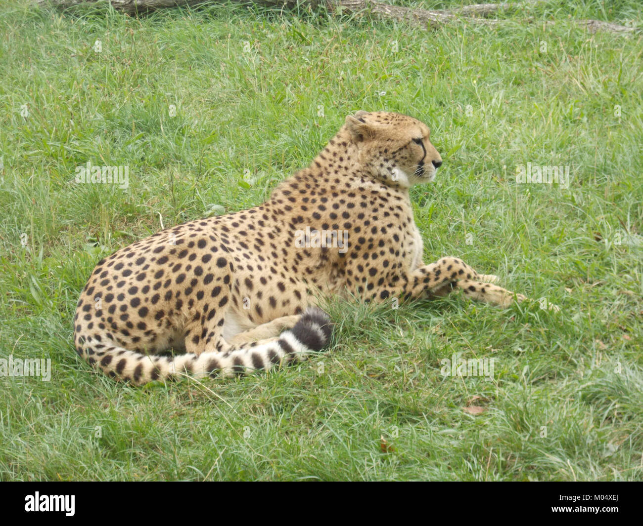 Breeding cheetahs in controlled environments is a critical conservation ...