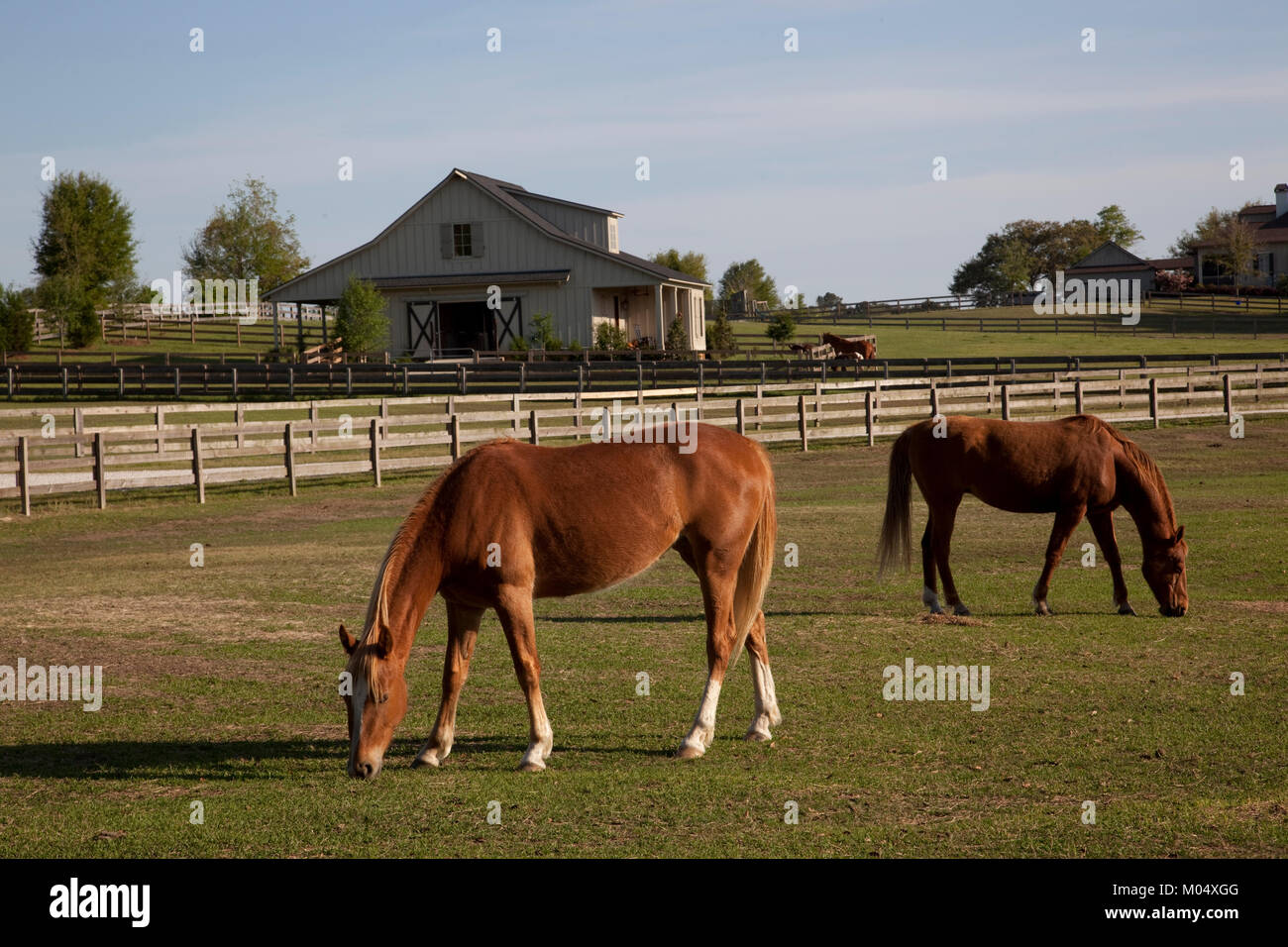 Horses Graze on Farmland in Rural Alabama Stock Photo - Alamy