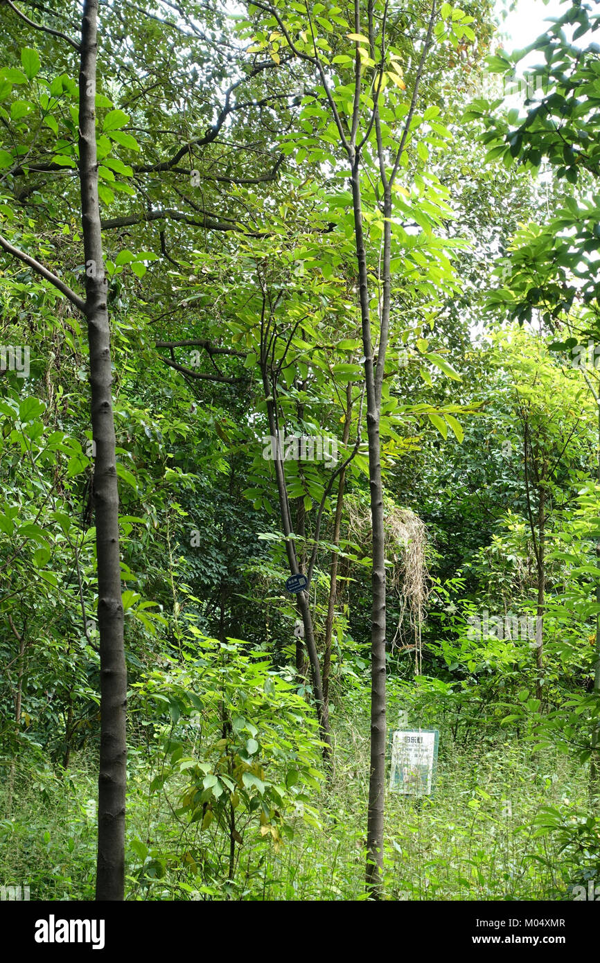 This photograph shows a specimen of Bretschneidera sinensis, a plant ...