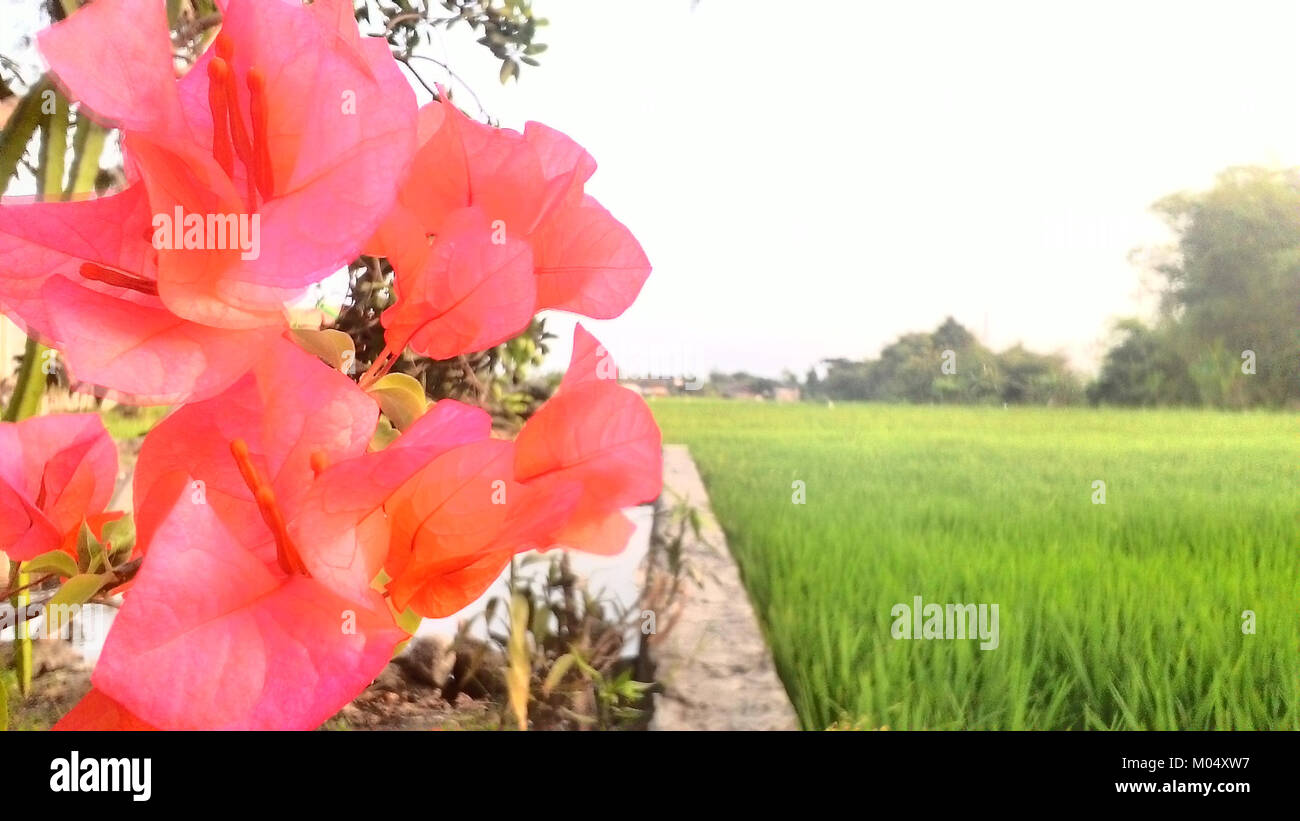 Bunga dalam hamparan Sawah translates to 'flowers in a rice field ...