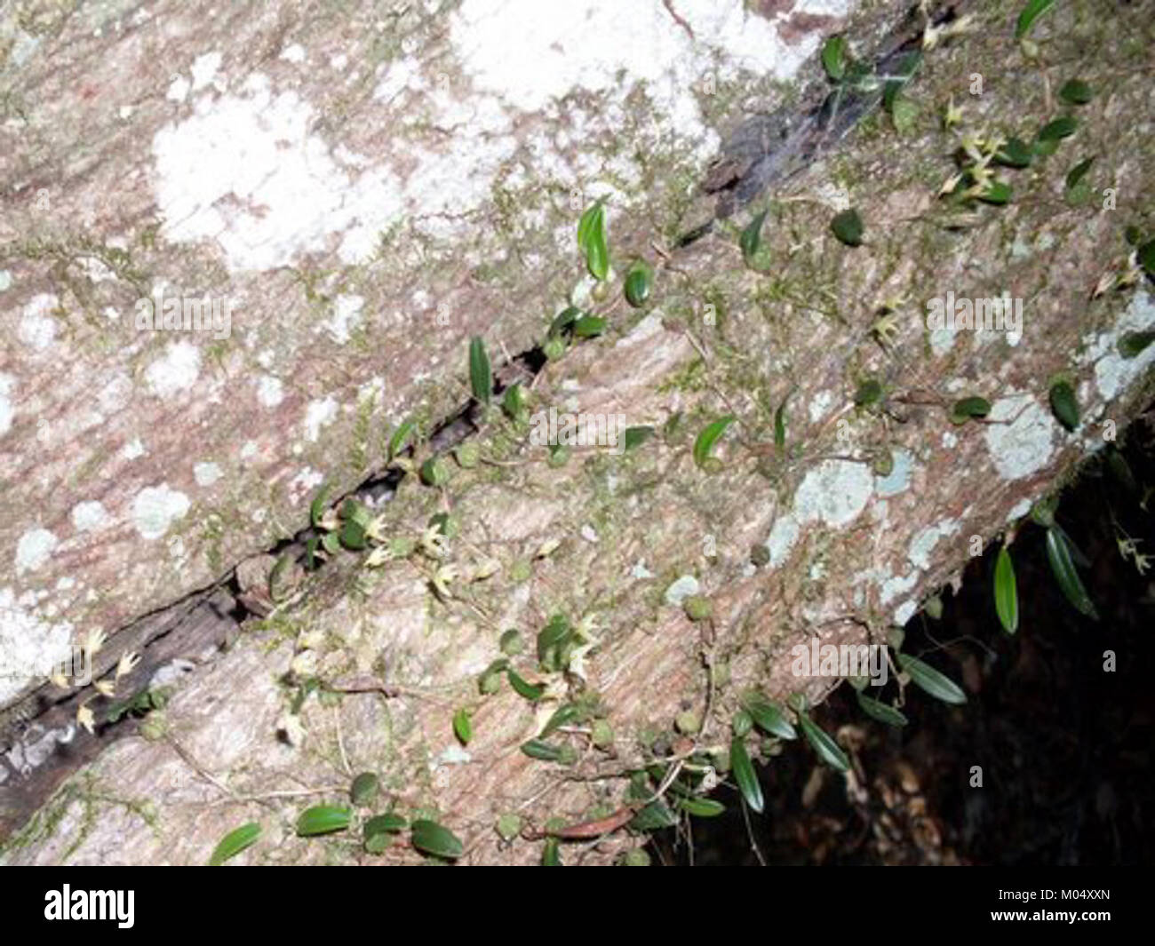 Bulbophyllum exiguum hi-res stock photography and images - Alamy