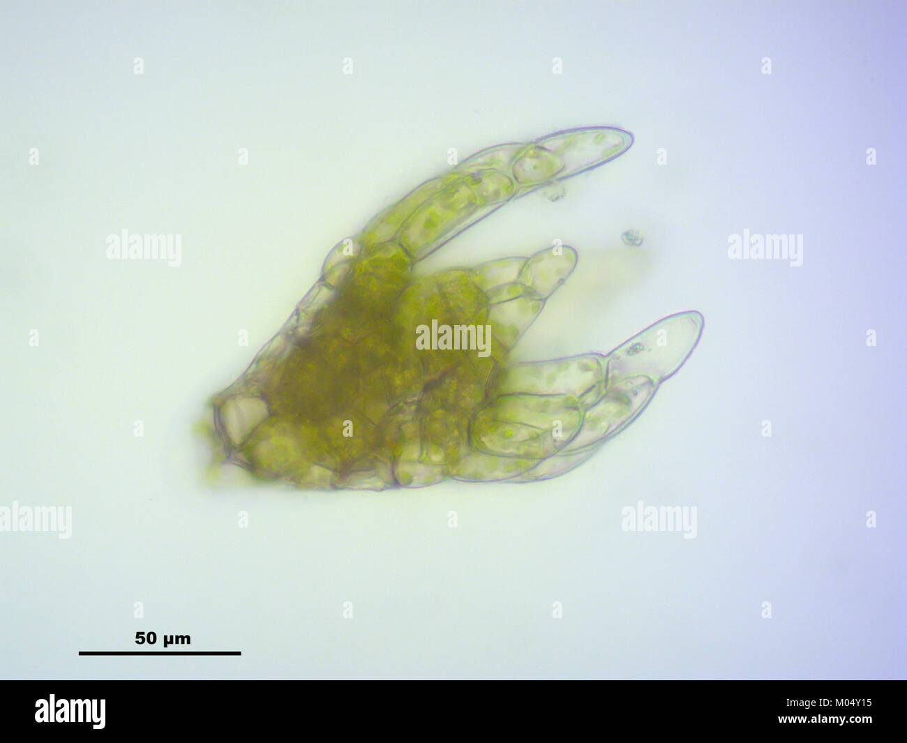 Absorption of water in plants hi-res stock photography and images - Alamy