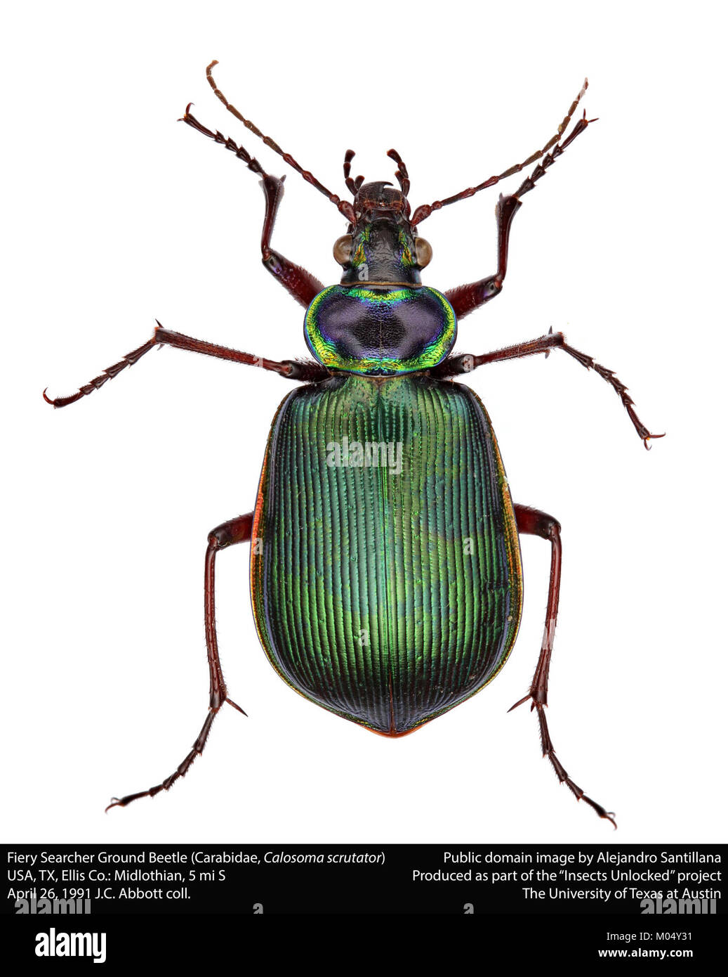 Calosoma Scrutator Stock Photos & Calosoma Scrutator Stock Images - Alamy