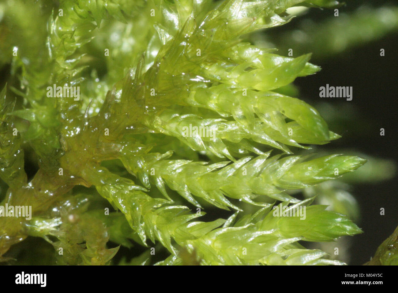 Brachythecium rivulare is a species of moss found in moist environments ...