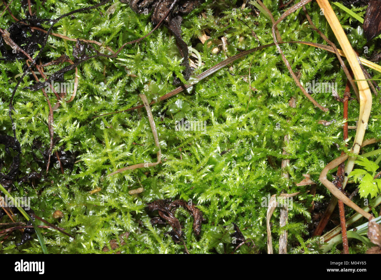 Brachythecium mildeanum is a species of moss identified by its specific ...