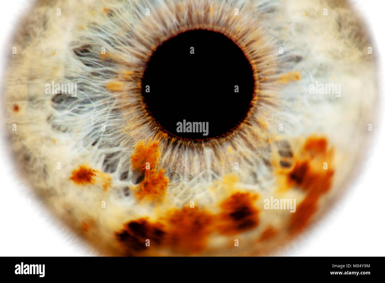 extreme close up of a human eye with reddish dots, shallow depth of ...
