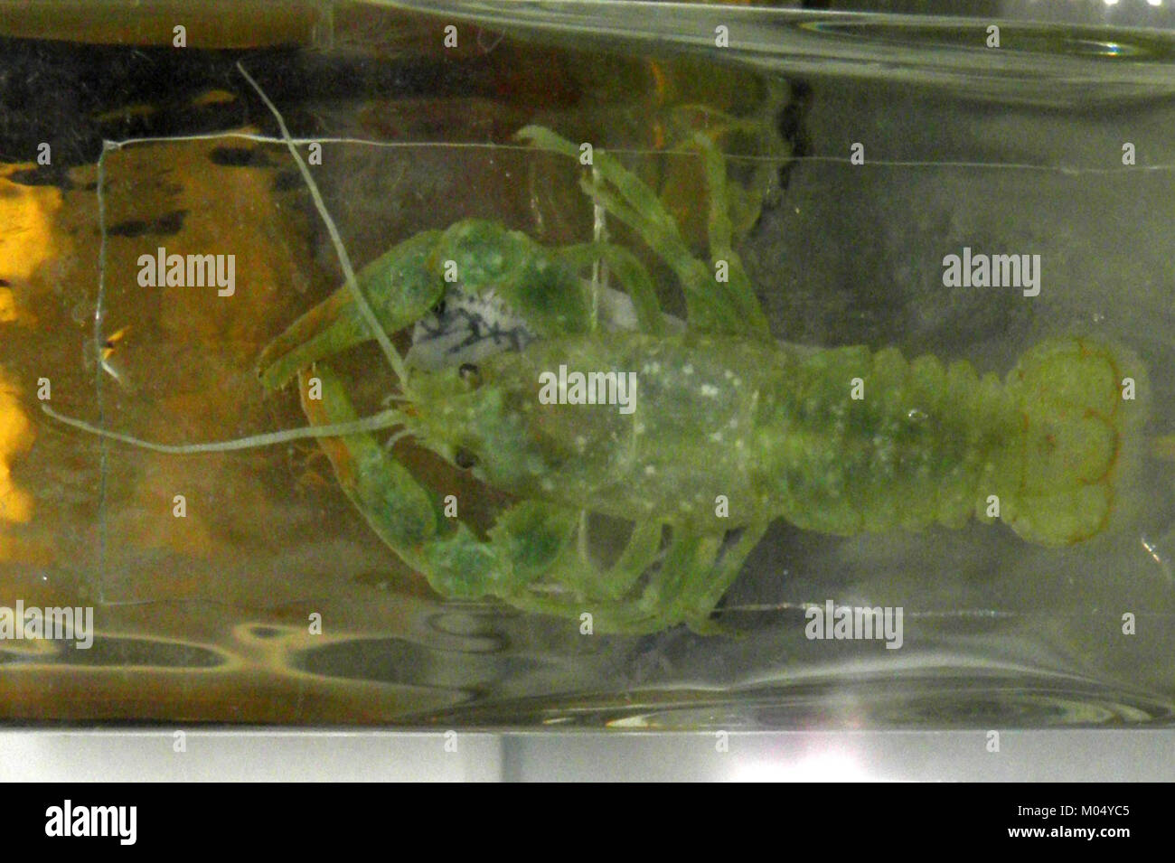 Dauricus hi-res stock photography and images - Alamy