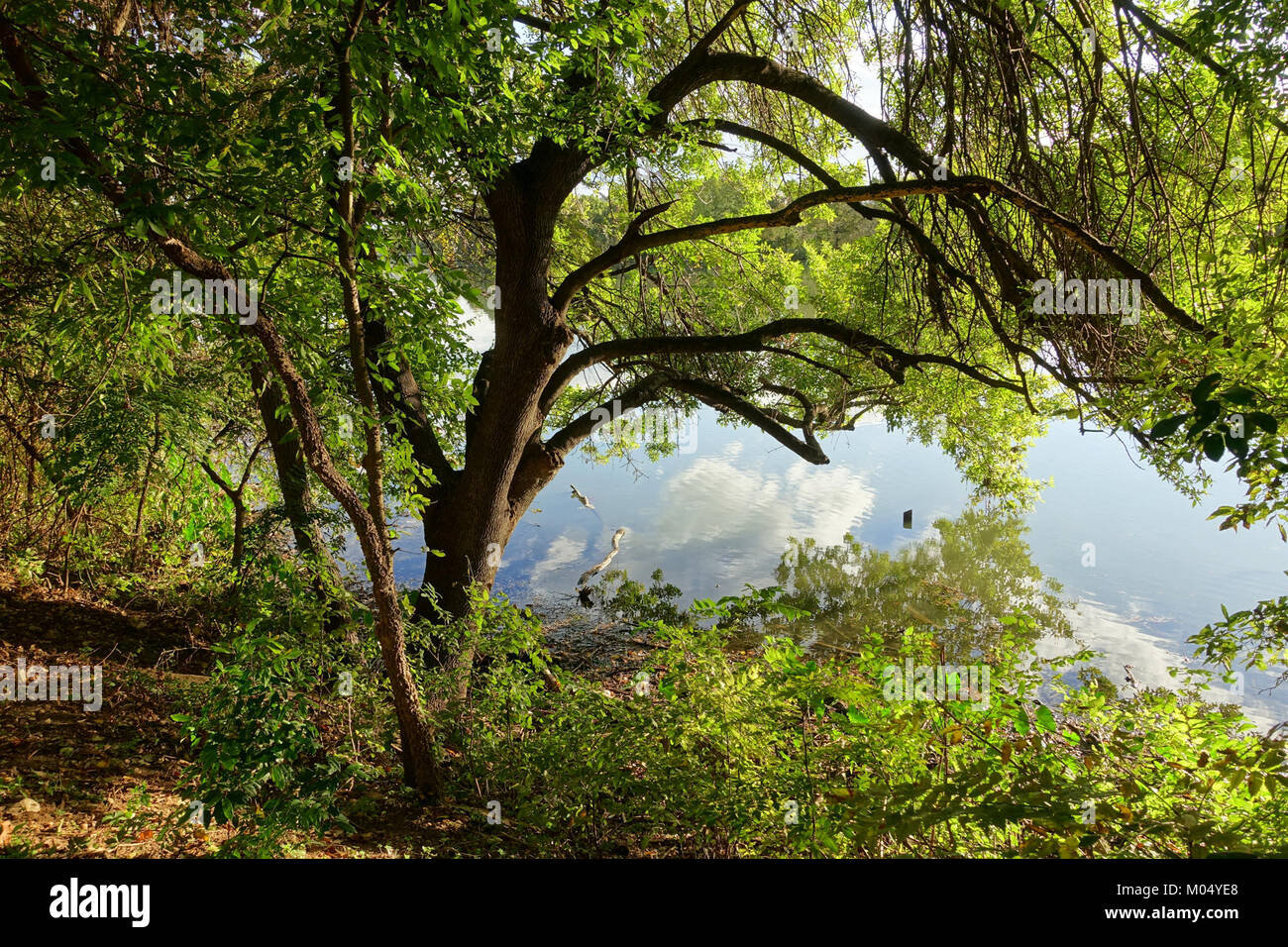 Butler austin hi-res stock photography and images - Alamy