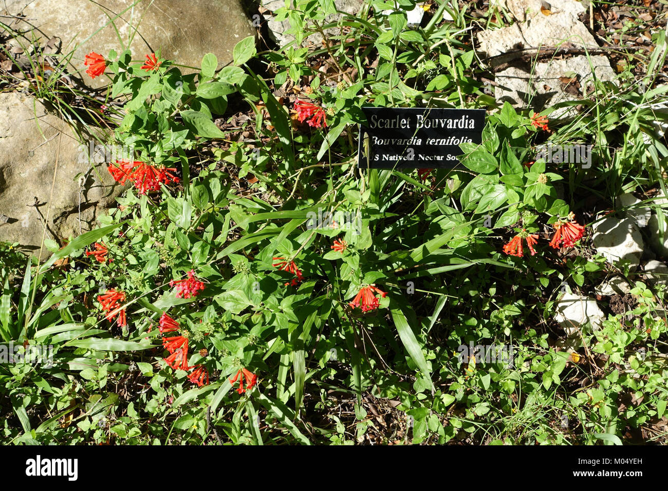 Commonly known as firecracker plant hi-res stock photography and images ...