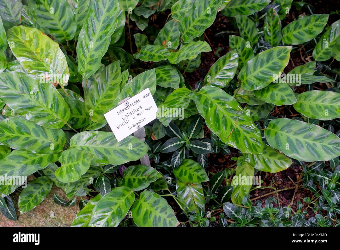 Calathea wiotii, a tropical plant known for its striking foliage ...