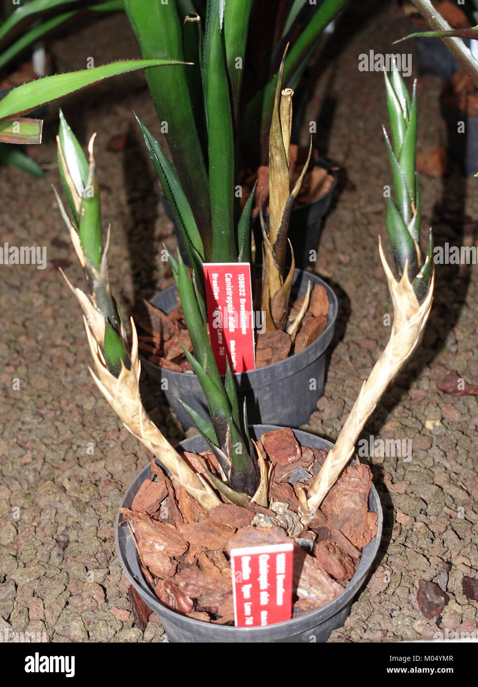 Canistropsis elata - Botanischer Garten - Heidelberg, Germany ...