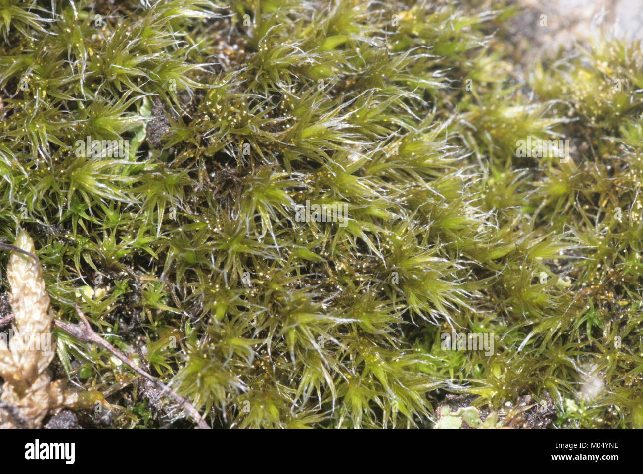 Bucklandiella heterosticha is a species of moss, characterized by its ...