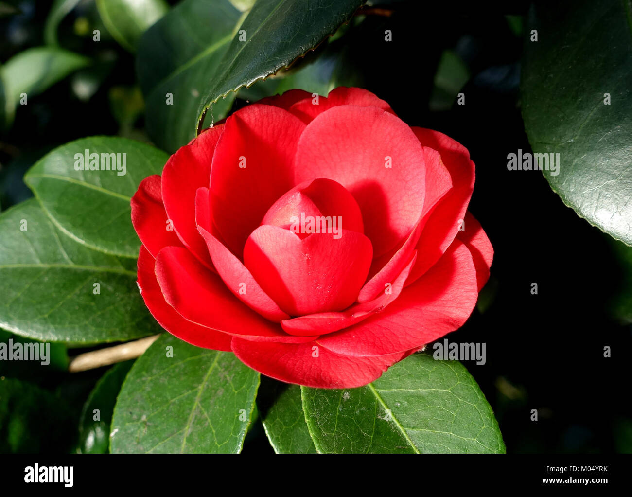 Camellia reticulata hi-res stock photography and images - Alamy