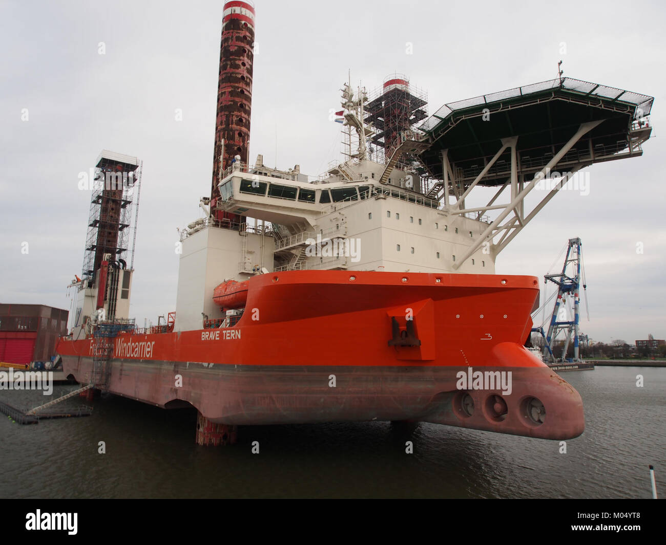 Brave tern imo 958378 hi-res stock photography and images - Alamy